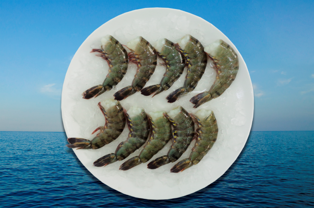 PENAEUS MONODON – PT Indomina Langgeng Sejahtera